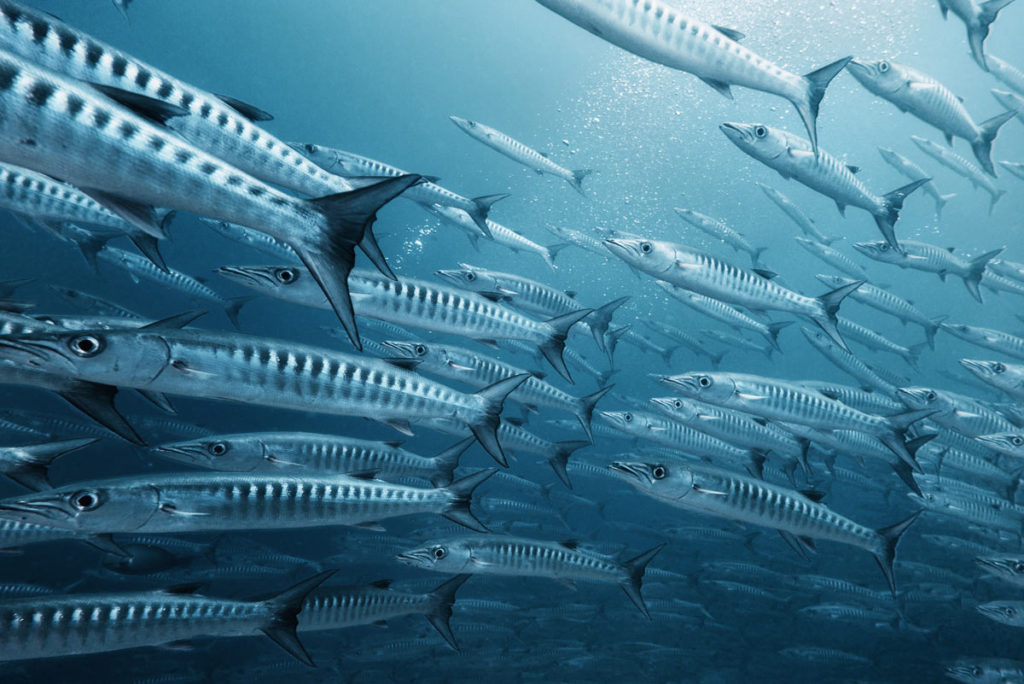 Barracudas: Monsters of Sea Lore, But Not In Real Life - Scuba Diving ...