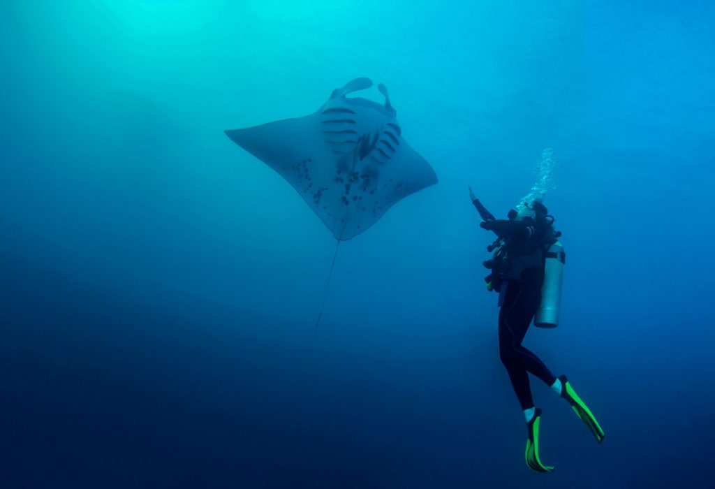 Rays: Beauty, Grace And Power Combined - Dive Training Magazine | Scuba ...