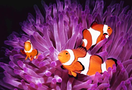 What Makes A Fish A Fish? Common Characteristics of Fishes - Scuba ...