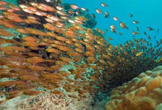 What Makes A Fish A Fish? Common Characteristics of Fishes - Scuba ...