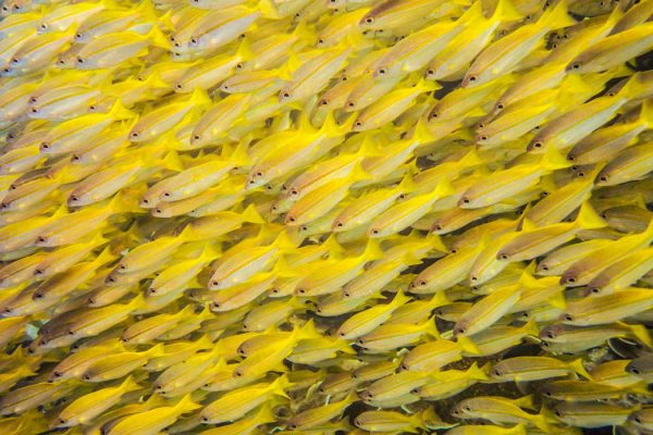 What Makes A Fish A Fish? Common Characteristics of Fishes - Scuba ...