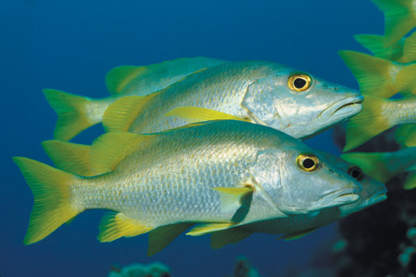 Underwater Propulsion: A Tale Of Tails - Dive Training Magazine | Scuba ...