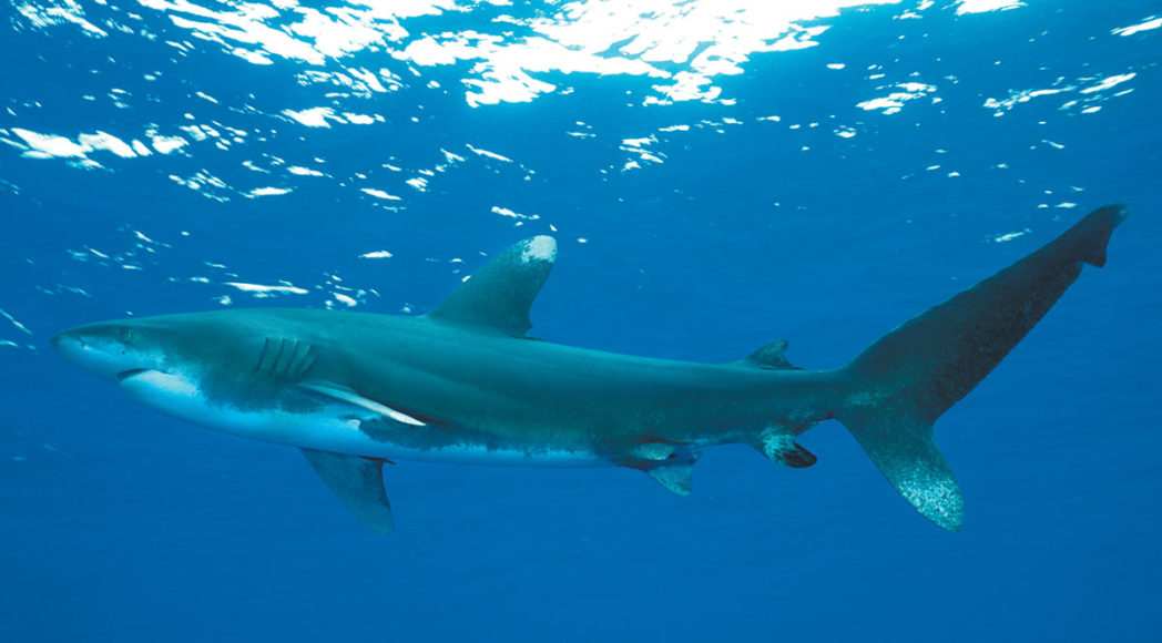 Underwater Propulsion: A Tale Of Tails - Dive Training Magazine | Scuba ...