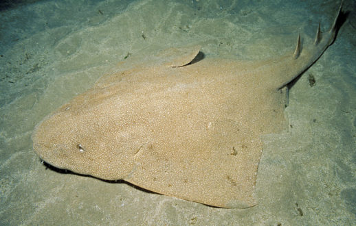 Living In The Middle Of Nowhere: Creatures Of The Sand And Rubble ...