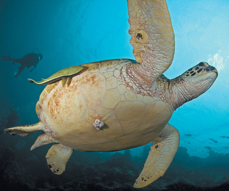 An Interesting Dive Buddy: The Green Sea Turtle - Dive Training ...