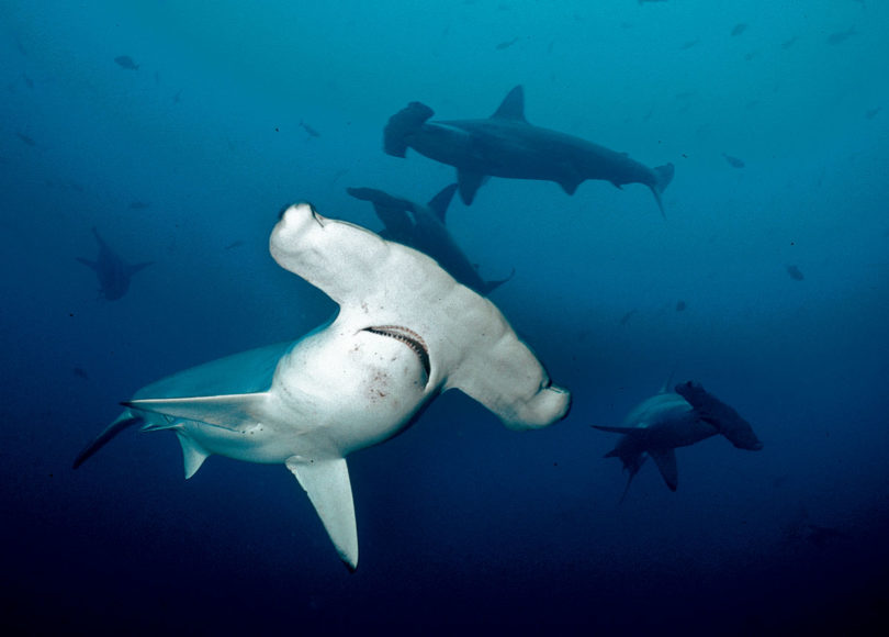 The Big Kahunas: Hawaii’s Sharks - Dive Training Magazine | Scuba ...