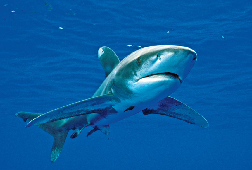The Big Kahunas: Hawaii’s Sharks - Dive Training Magazine | Scuba ...