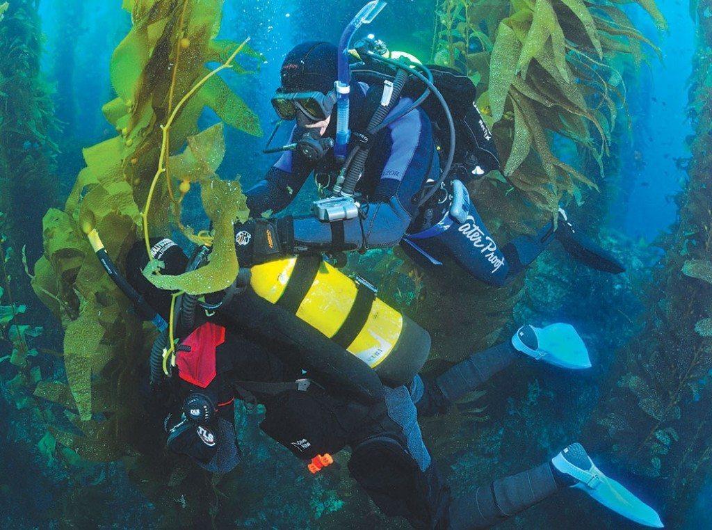 Swimming In The Forest: A Kelp Diving How-to - Dive Training Magazine ...