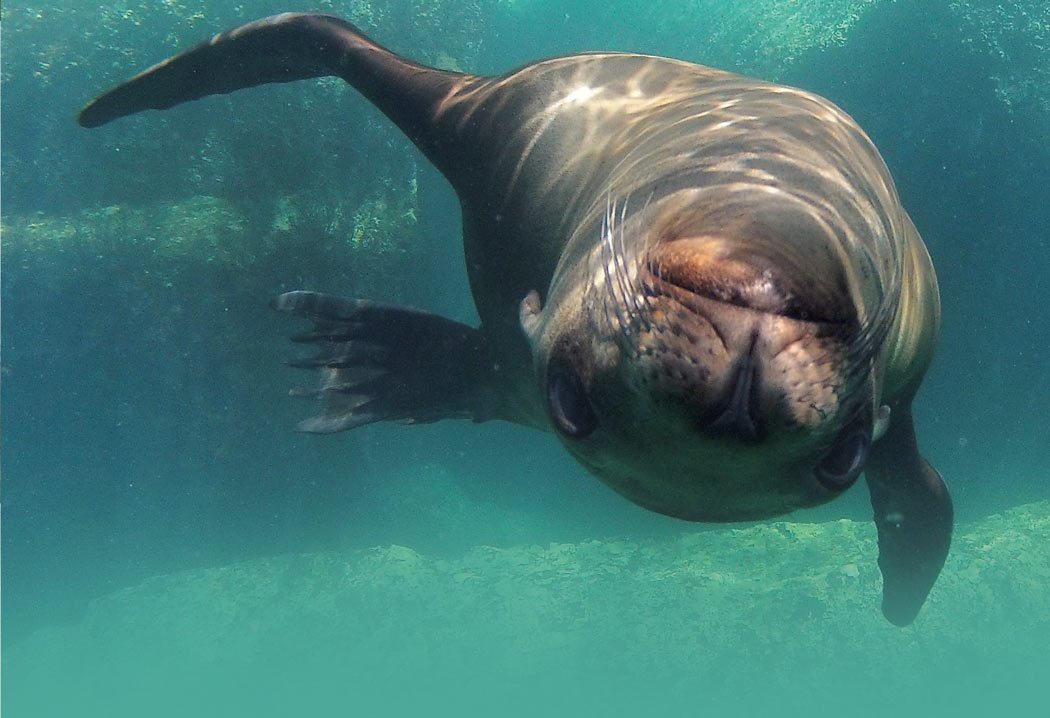 Get To Know Your Pinnipeds All About Seals And Sea Lions Dive Get To Know Your Pinnipeds All About Seals And Sea Lions Dive
