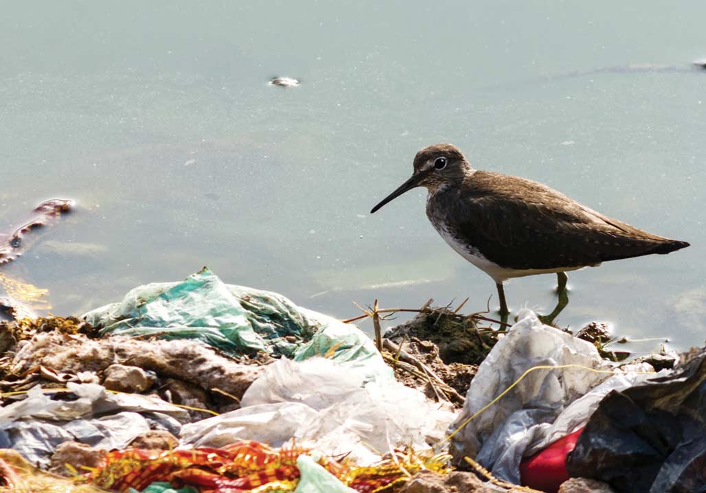 In A Styrofoam Sea: Addressing The Problem Of Plastic Pollution In Our ...