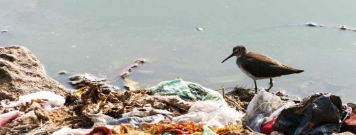 In A Styrofoam Sea: Addressing The Problem Of Plastic Pollution In Our ...