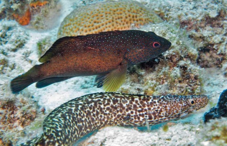 Hunger Games: How Marine Animals Hunt And Feed | Dive Training Magazine