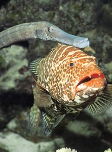 Hunger Games: How Marine Animals Hunt And Feed | Dive Training Magazine