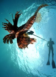 Update On Controlling Invasive Lionfish In The Caribbean - Dive ...