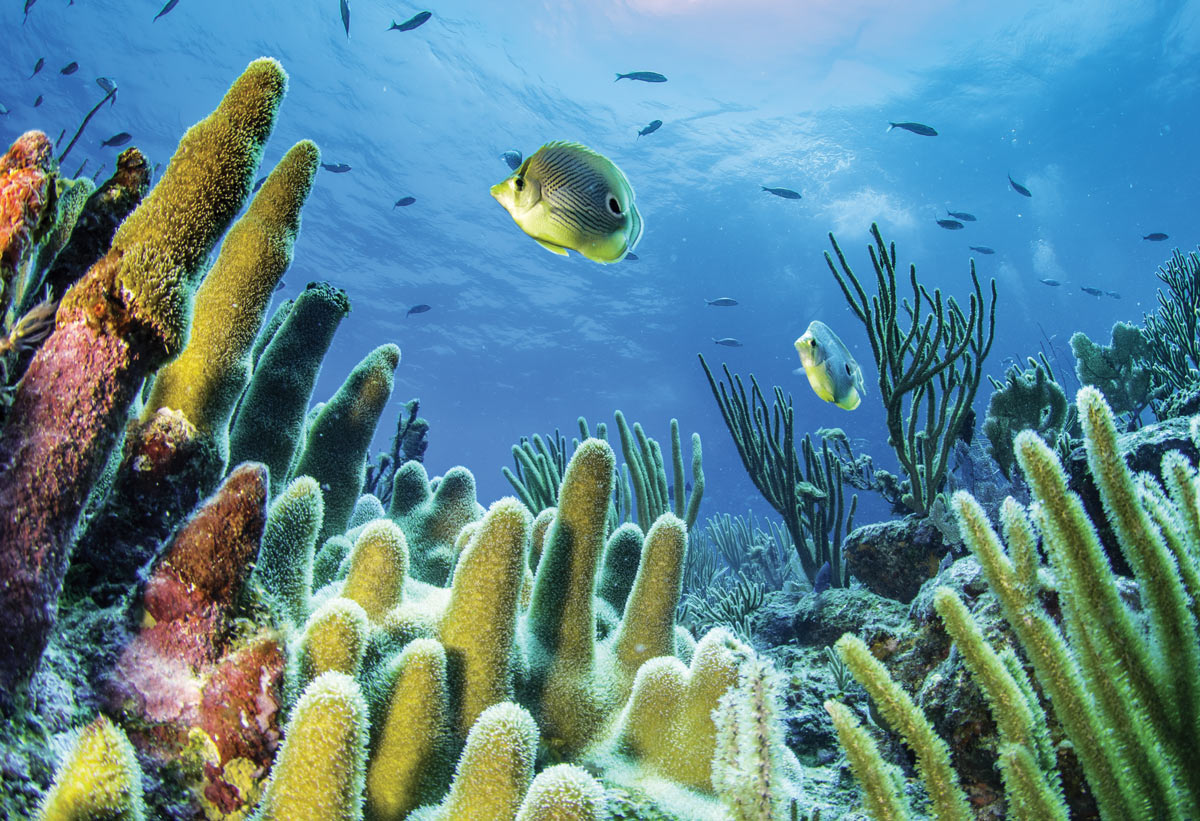 Paradise, Recovered And Rediscovered: The British Virgin Islands - Dive ...