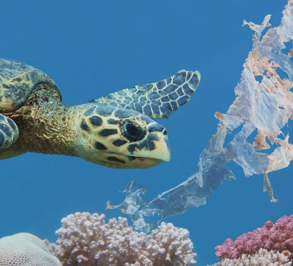 The Sickly Seas: Reaping The Unwanted Harvest Of A Plastic Overload ...