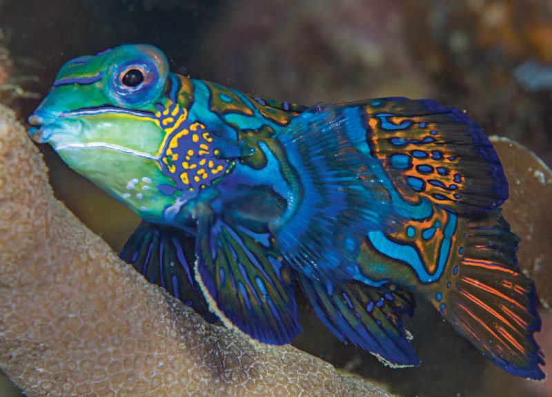 Unforgettable Fishes: Frogfish and Mandarinfish | Dive Training Magazine