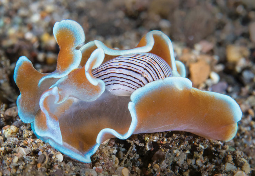 All About Nudibranchs And Flatworms - Dive Training Magazine