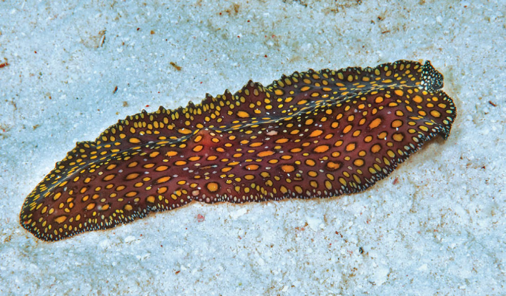 All About Nudibranchs And Flatworms - Dive Training Magazine