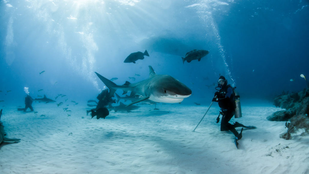 Shark Diving As A Conservation Strategy: How Shark Tourism Is ...