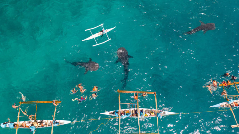 Shark Diving As A Conservation Strategy: How Shark Tourism Is ...