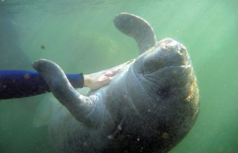 At The Intersection Of People And Wildlife: Drawing The Line Between ...