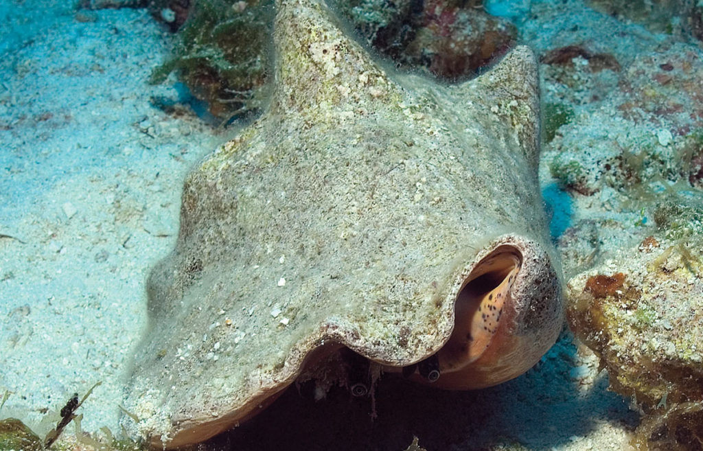 THE QUEEN CONCH: Will Her Reign Continue? - Dive Training Magazine ...