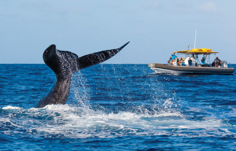 At The Intersection Of People And Wildlife: Drawing The Line Between ...