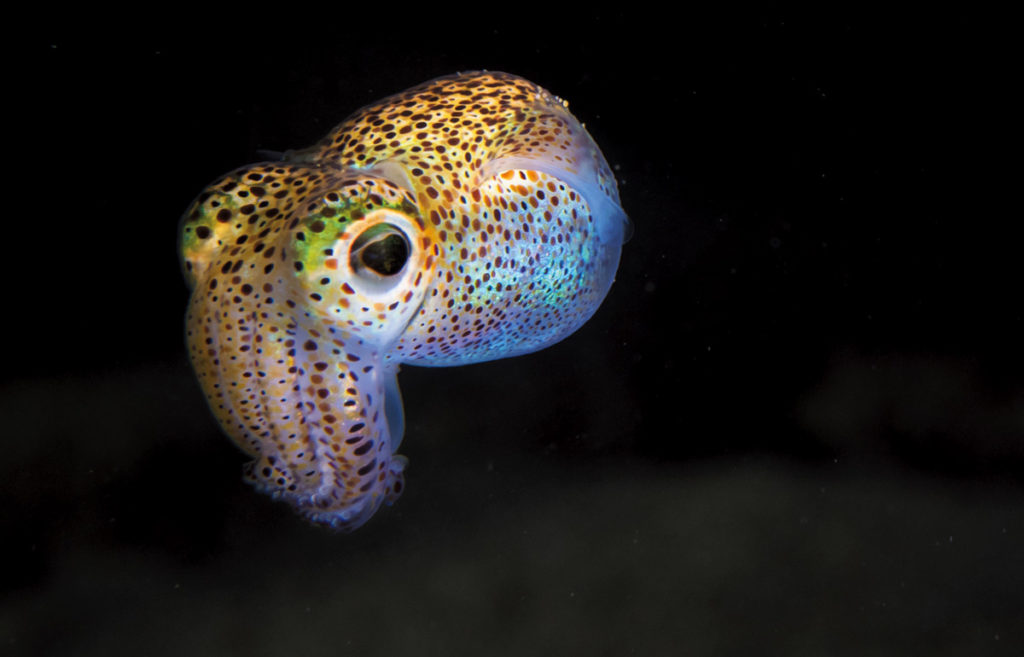 The Glow Below: Bioluminescence in the Sea - Dive Training Magazine