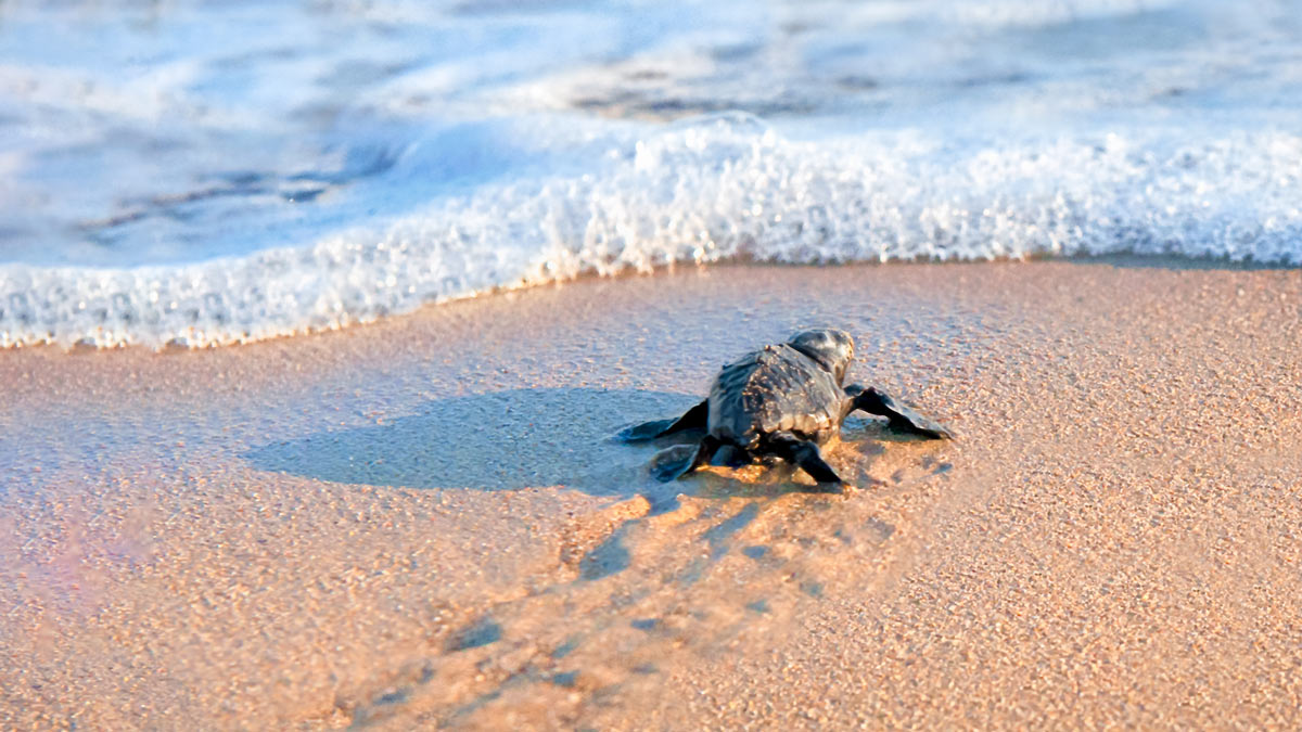 Sea Of Change Foundation Announces Design Competition Winner For ...